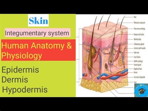 Skin Integumentary System Epidermis Dermis Human Anatomy And
