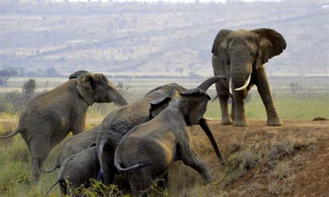Days Akagera National Park Safari Rwanda Safari Tours