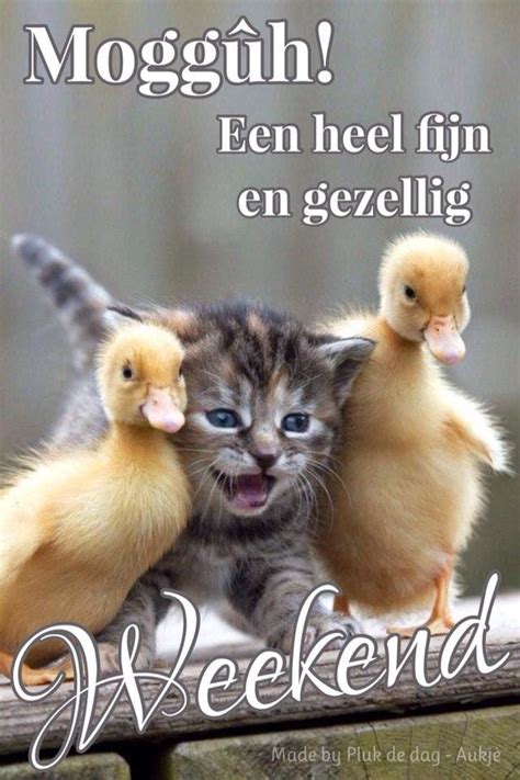 Pin Van Annelies Monsma Bruggers Op Goedemorgen Zaterdag Weekend