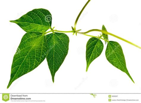 Green Leaves Isolated Green Leaves Isolated On White Background