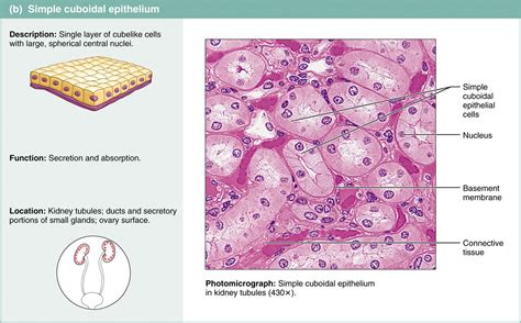 4 2 Epithelial Tissue Covers Body Surfaces Lines Cavities And Forms