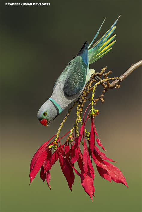 Malabar Blue Winged Parakeet Sub Adult Male Malabar Flickr