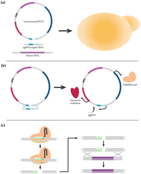Fermentation Free Full Text The Use Of CRISPR Cas9 Genome Editing