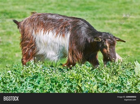 Goat Eating Grass Image And Photo Free Trial Bigstock