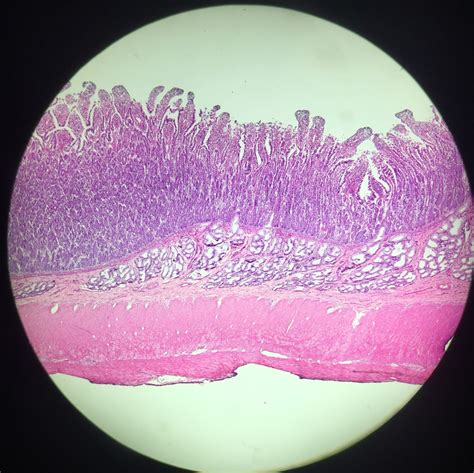 Duodenum Layers Histology Diagram Quizlet