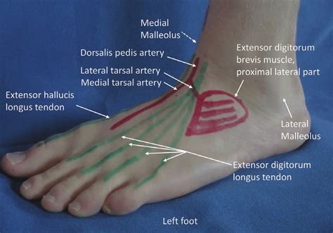 Muscles Of The Dorsal Foot Foot Anatomy Human Anatomy Chart Muscle