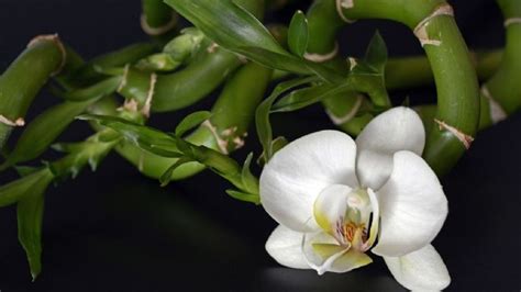 3 plantas que debes tener en casa antes de iniciar el Año Nuevo para