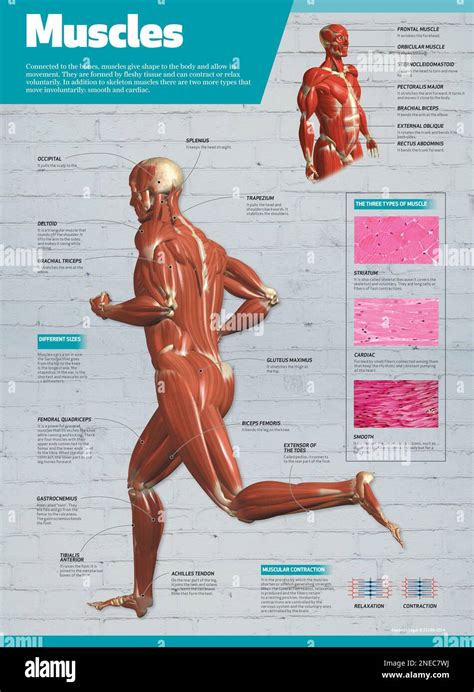L Infographie Sur Les Muscles Du Corps Humain Types De Muscle Et