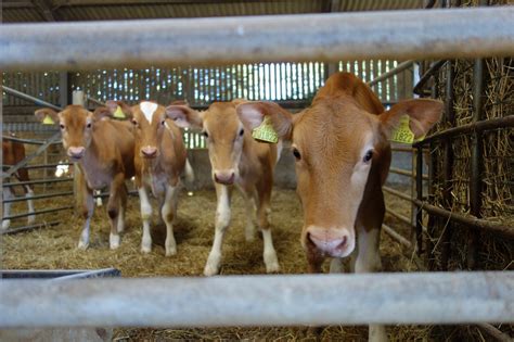Guernsey Cow