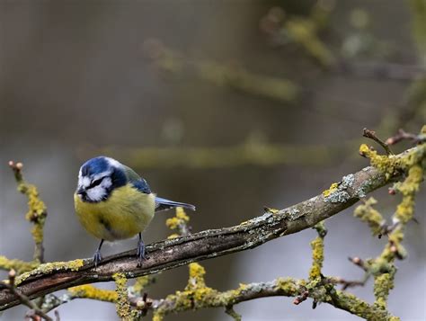 Blaumeise Meise Kleiner Vogel Kostenloses Foto Auf Pixabay