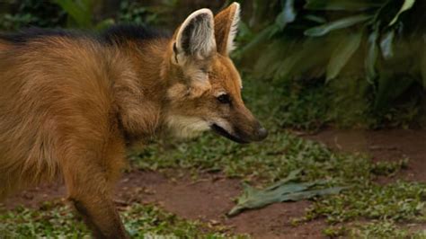 Biodiversidade conheça animais nativos do Brasil Twinkl