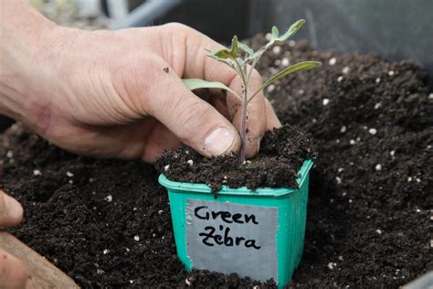 Quand repiquer les tomates méthode période préparation