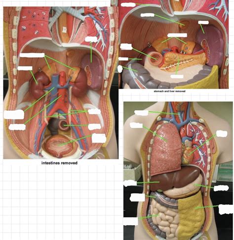 Human Torso Model Labeled Diagram Diagram Quizlet