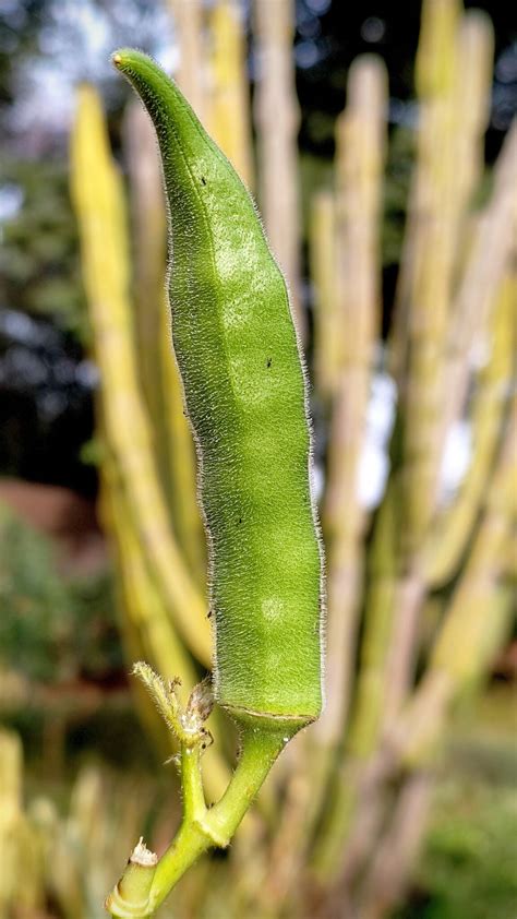 Quiabo Abelmoschus esculentus Laboratório de Sistemática de Plantas