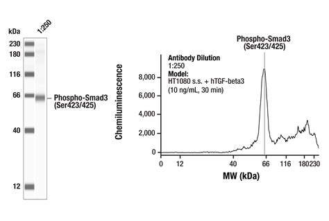 Phospho Smad3 Ser423 425 C25A9 Rabbit MAb Cell Signaling Technology