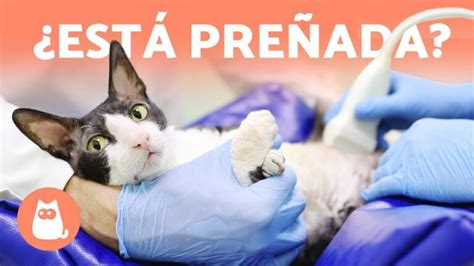Características de una gata en gestación Todo sobre Animales y Bichos