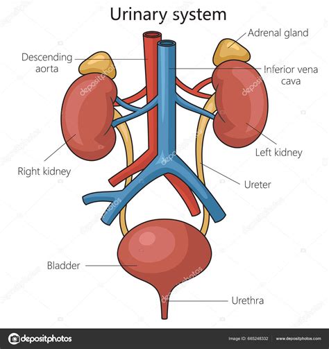Urinary System Structure Diagram Schematic Vector Illustration Medical