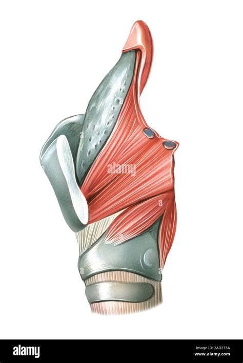 Illustration Of The Upper Respiratory Tract Larynx This Lateral View