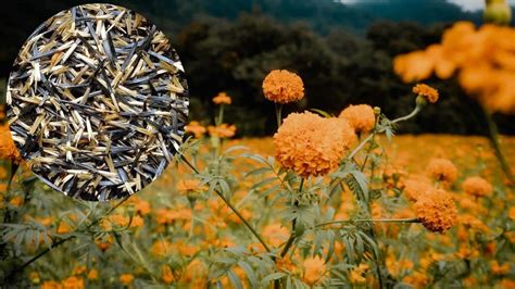C Mo Sacar Y Almacenar Semillas De Flor De Cempas Chil Para Sembrar El