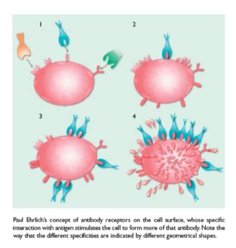 Immunologie 1 Introduction Flashcards Quizlet