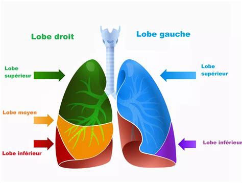 Poumon Droit Lobe Moyen