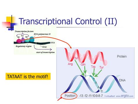 PPT Algorithms In Bioinformatics A Practical Introduction PowerPoint