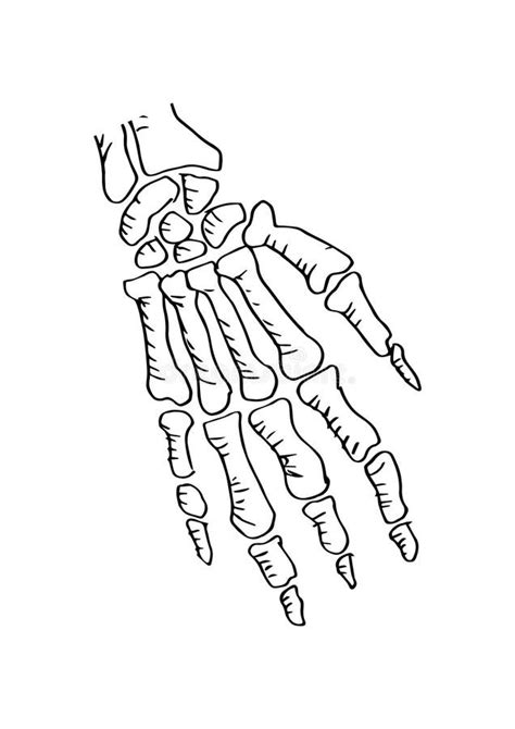 Bones Of The Human Hand Stock Vector Illustration Of Carpal