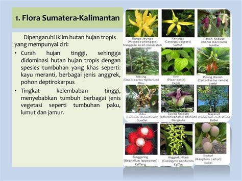 Peta Persebaran Flora Fauna Di Indonesia