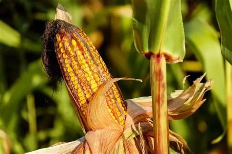 Como Plantar Milho Passo A Passo Guia Definitivo Como Fazer Tudo