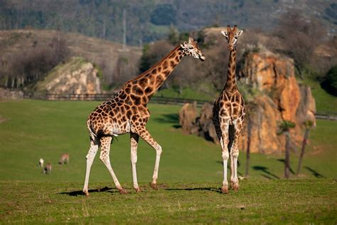 Chollo Hotel Entradas al Parque de la Naturaleza Cabárceno Cantabria