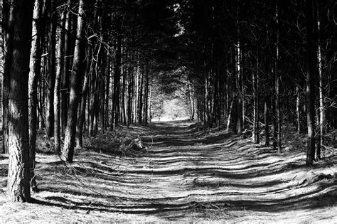 Arvores Floresta Caminho Foto Gratuita No Pixabay Pixabay