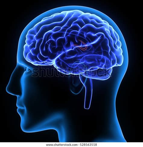 3d Illustration Human Body Brain Stock Illustration 528563518