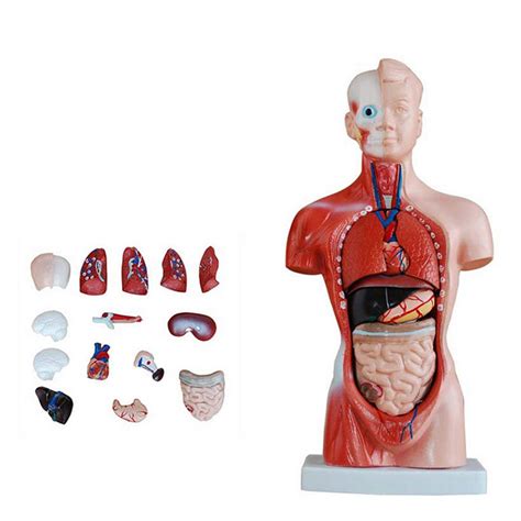 Buy Double Sided Magnetic Human Body Human Torso Body Model Anatomy