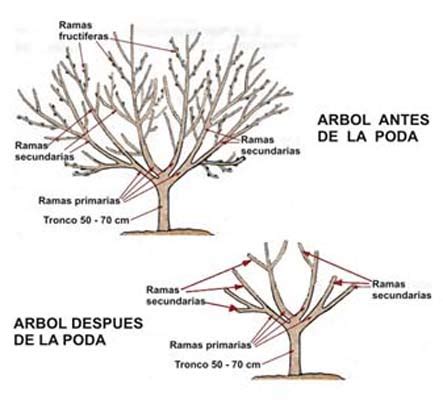 Poda De Arboles Frutales Artofit