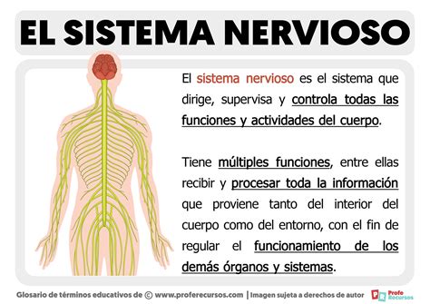 Qué es el Sistema Nervioso