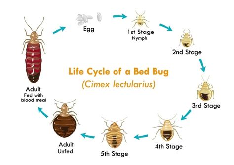 Baby Bed Bugs How To Identify Get Rid Of Them Photos Faq