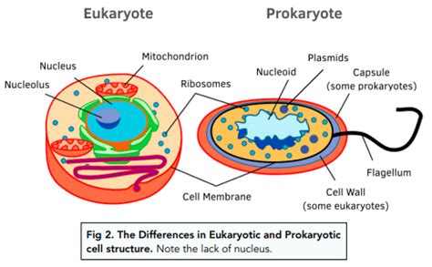 Eukaryotic And Prokaryotic Cells