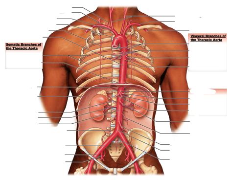 Arteries Diagram Quizlet