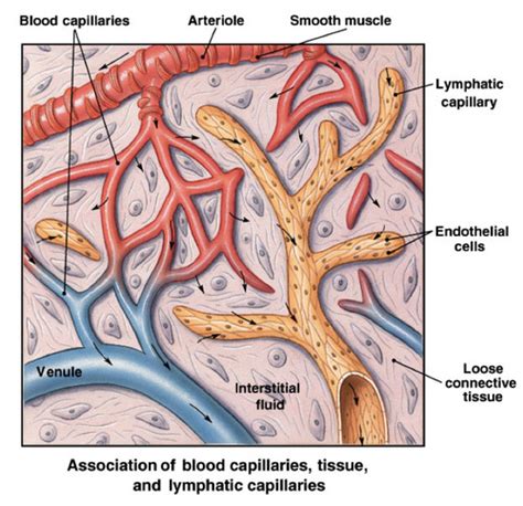 Lymphatics Of The Head And Neck Flashcards Quizlet
