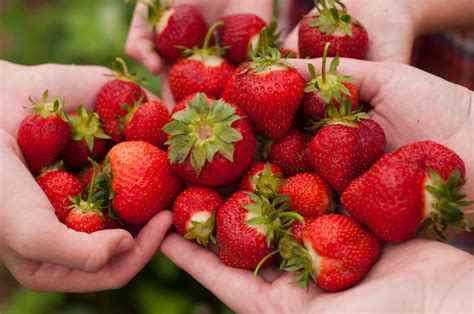 Les Meilleures Vari T S De Fraisiers