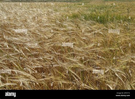 Cultivation Farming Hi Res Stock Photography And Images Alamy