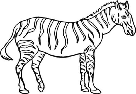 45 Desenhos De Zebra Para Imprimir E Pintar Colorindo Org