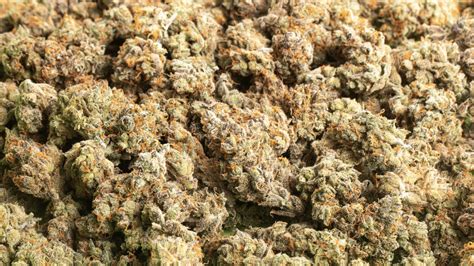 Strain Of The Month Ice Cream Cake Bud S Goods