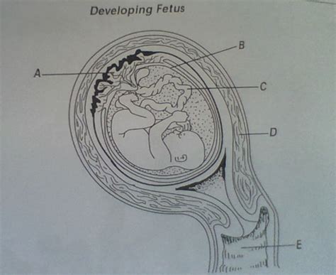 Developing Fetus Diagram Quizlet