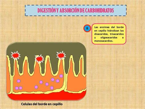 Digestión y absorción de carbohidratos lípidos y proteínas YouTube