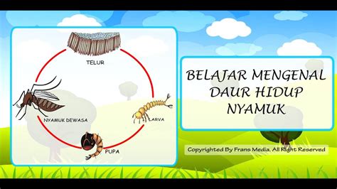 Media Pembelajaran Belajar Mengenal Daur Hidup Nyamuk YouTube