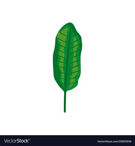 Banana Leaf Icon Colorful Design Royalty Free Vector Image