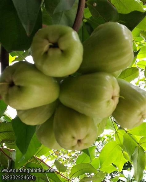 Jual Bibit Jambu MDH Madu Deli Hijau 082332224620 Gudang Bibitku