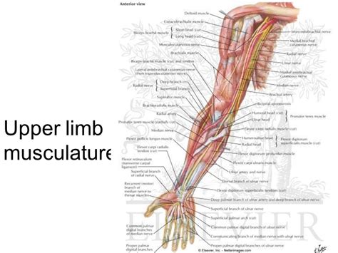 Muscles Of The Pectoral Girdle And Upper Limbs Anatomy And Physiology I