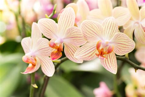 Fleur orchidée signification et bienfaits Ooreka